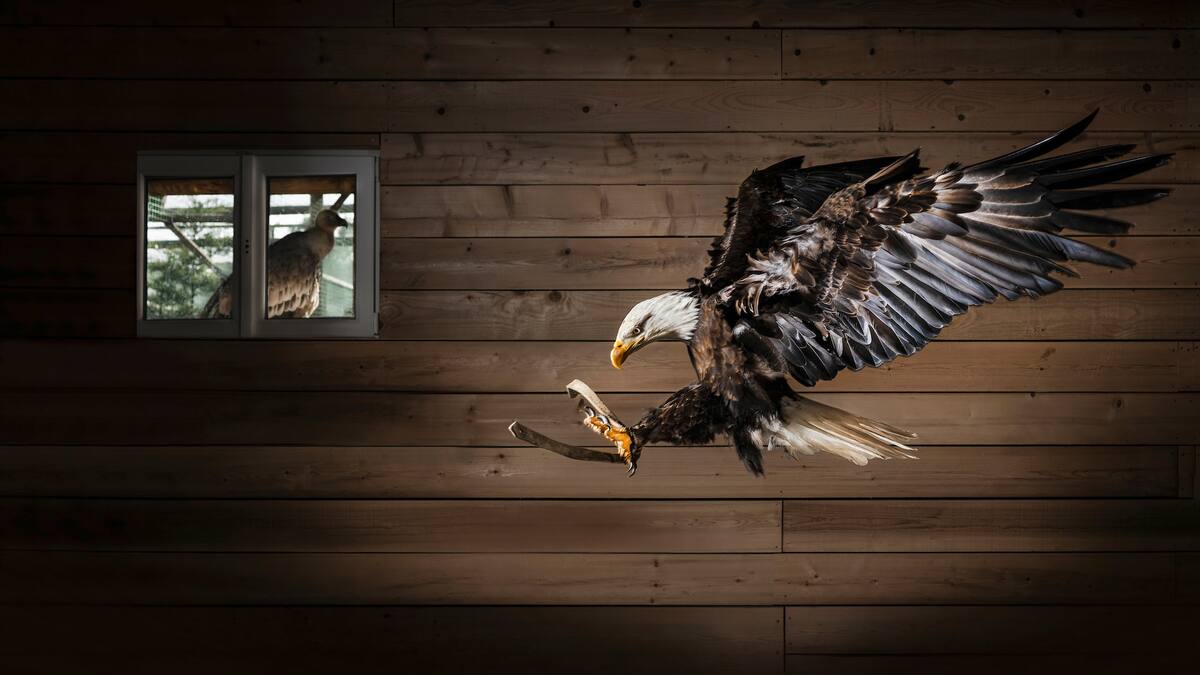 «Sherkan a changé l’image des aigles à Genève» | Illustré