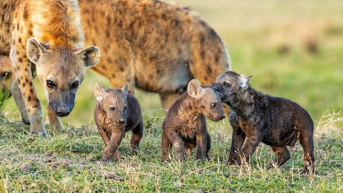 La redoutable intelligence des hyènes tachetées | Illustré