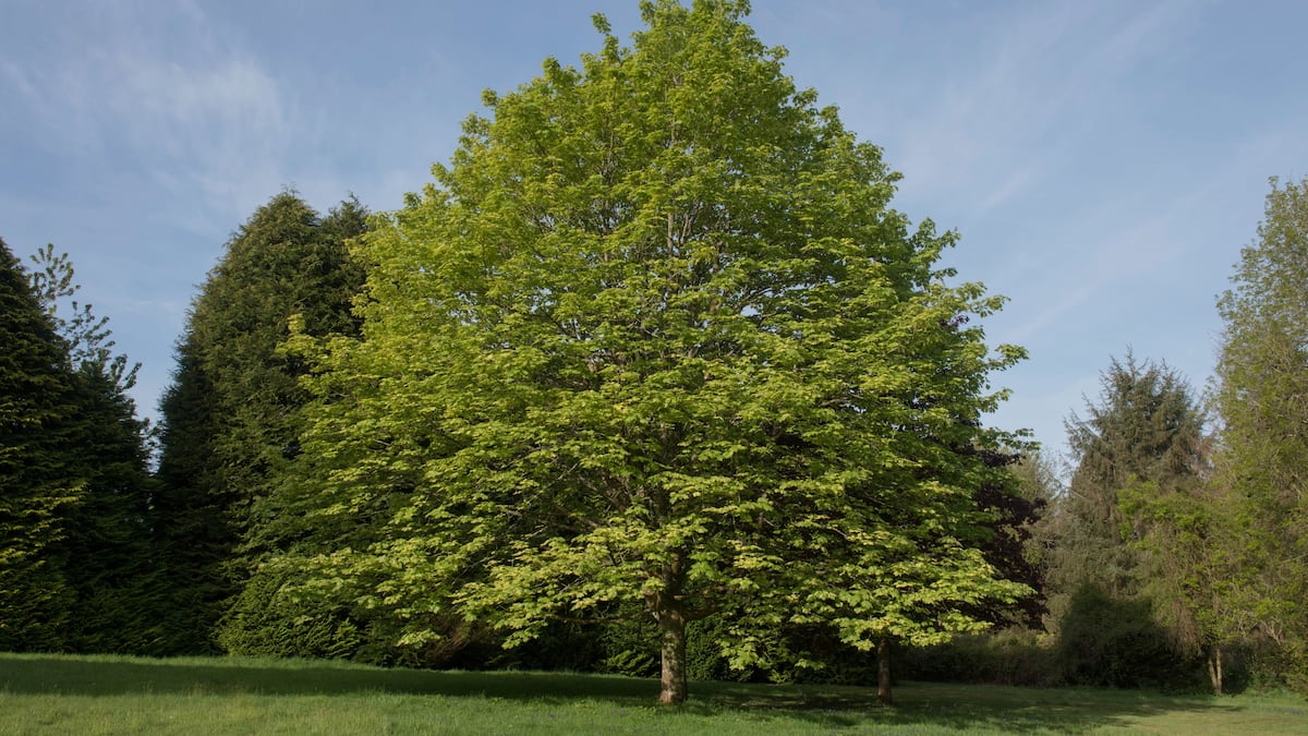 Quels sont les arbres qui souffrent ou résistent au réchauffement ...