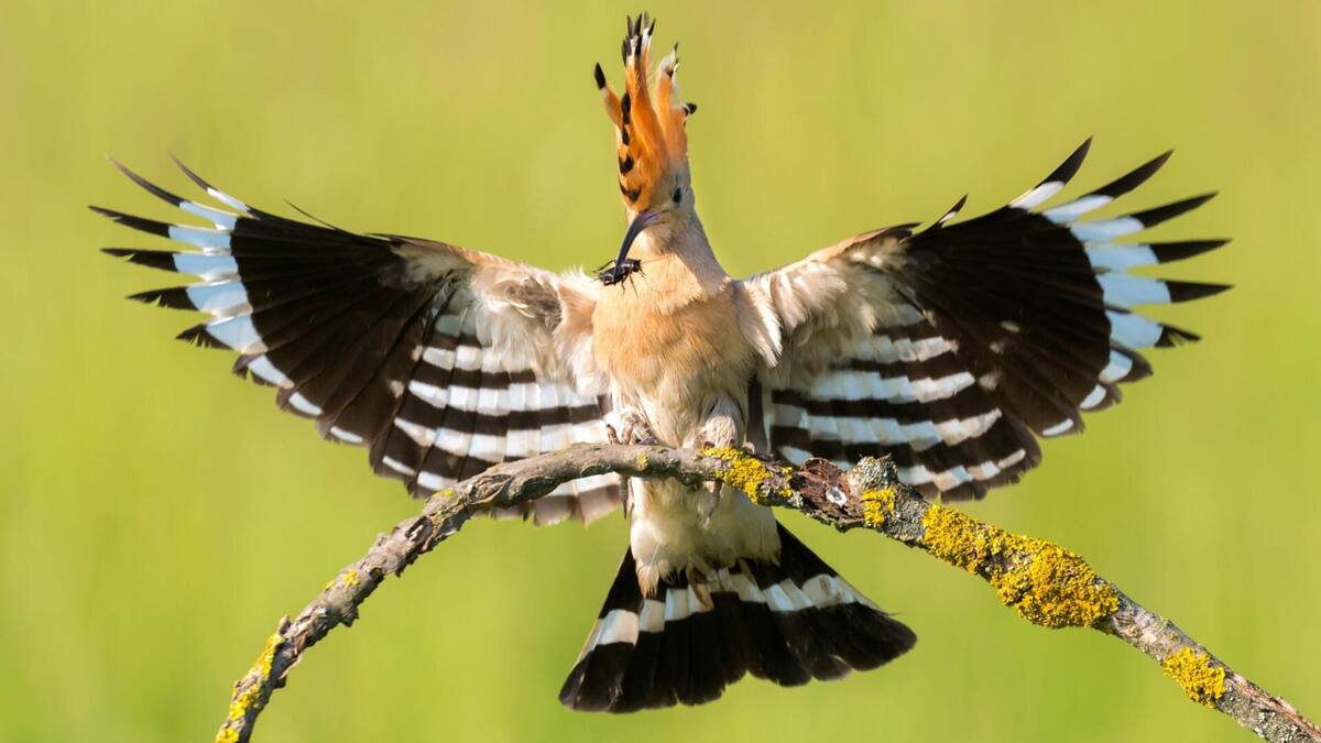 Après avoir frôlé la disparition, la huppe fasciée fait son grand ...