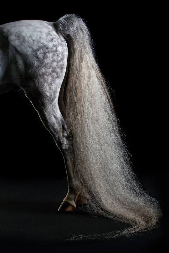 Des chevaux fantastiques | Illustré