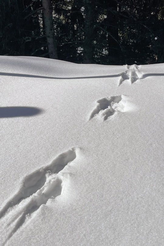 Nos lecteurs ont identifié les traces de différents animaux dans la ...