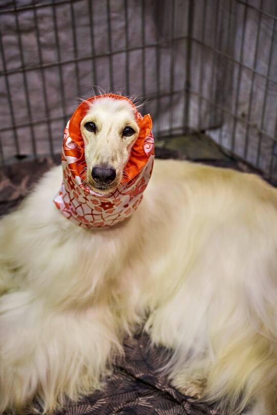 Le World Dog Show 2023 en images | Illustré