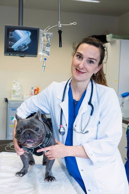 Chiens au museau aplati: «La situation doit être améliorée de toute ...