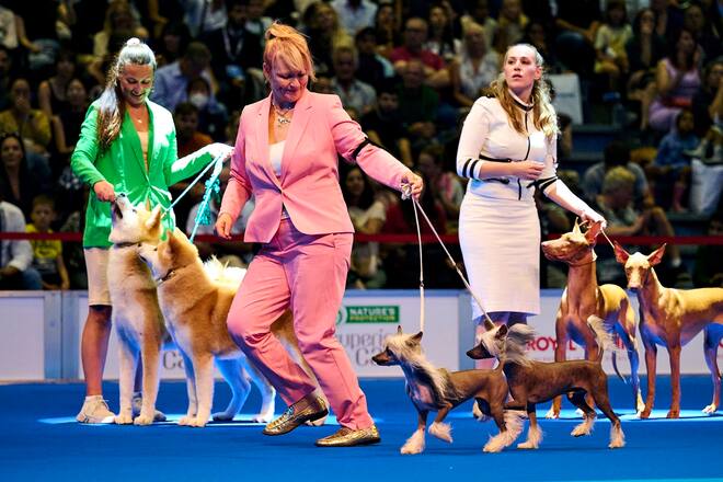 Le World Dog Show 2023 en images | Illustré