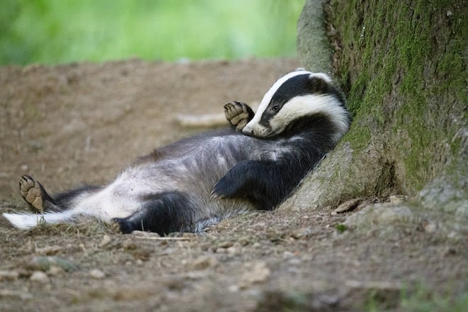 sleeping badger