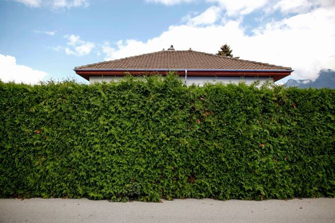 Autrefois très appréciées, les haies de thuyas sont aujourd'hui ...