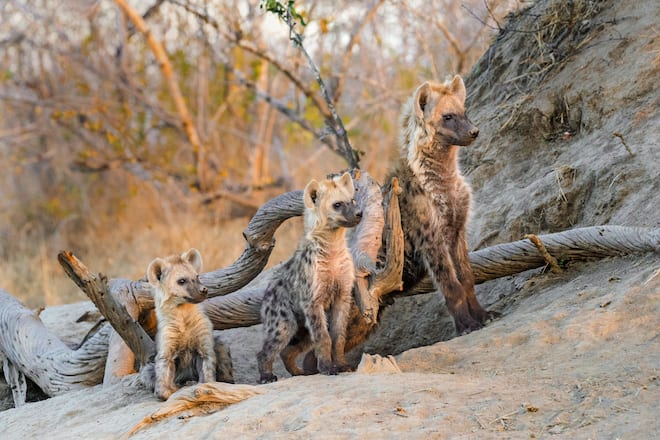 La redoutable intelligence des hyènes tachetées | Illustré